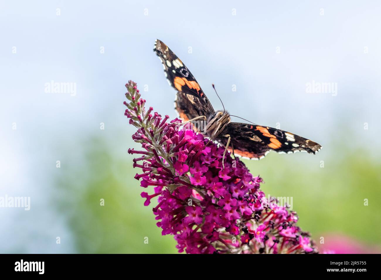 A Red Admiral Butterfly (UK) seen from the front. The face, antennae ...