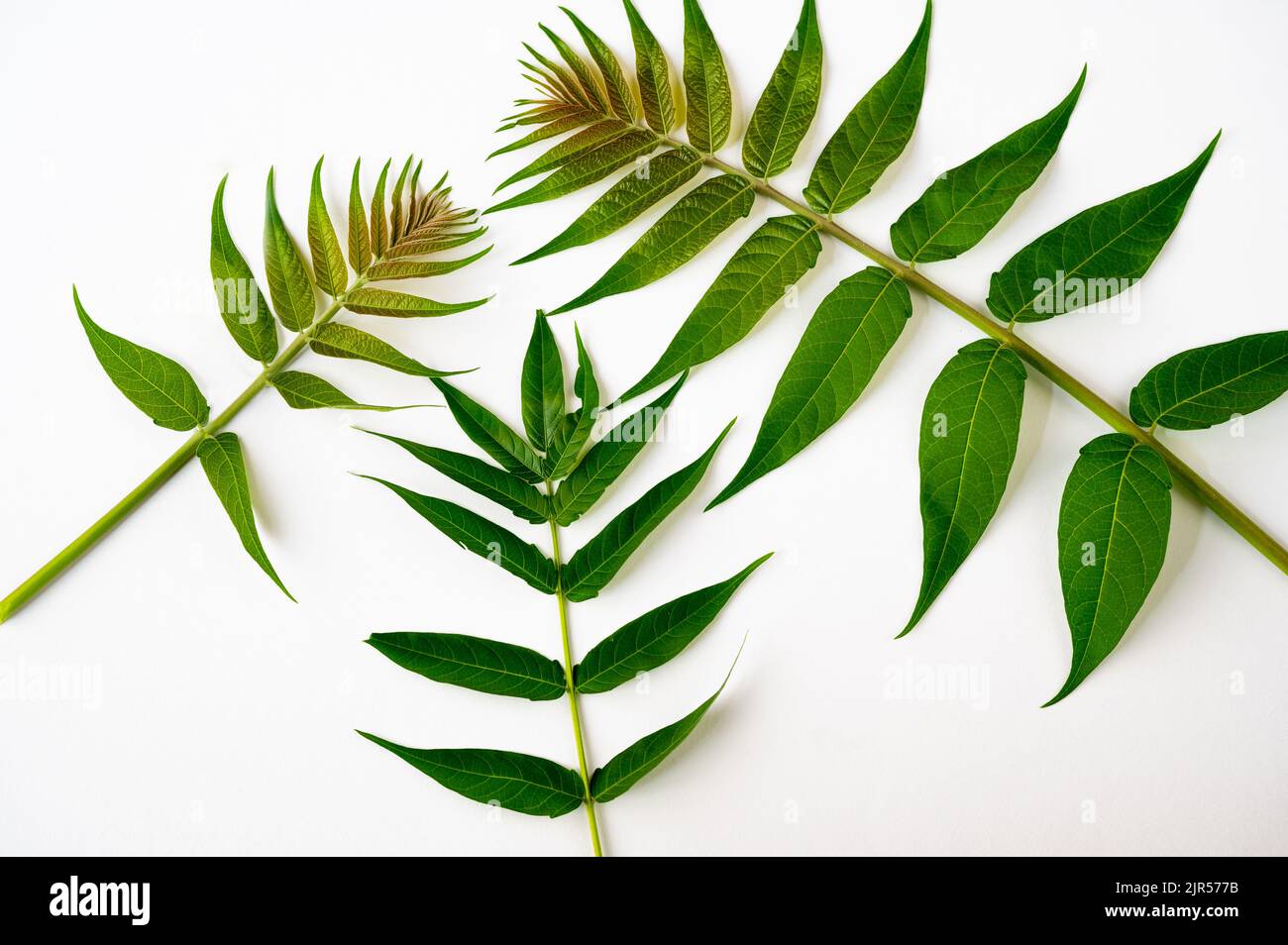 Pinnately Compound Tree