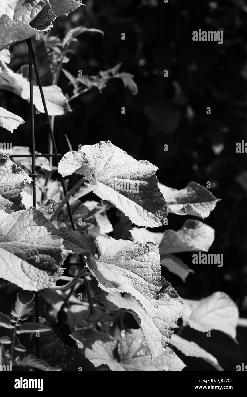 Leafy vines climbing all over the kitchen garden on a beautiful sunny ...