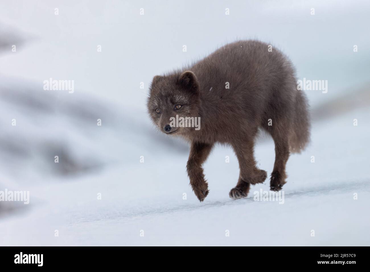 An Arctic fox running in the snow in nature reserve in Iceland Stock ...