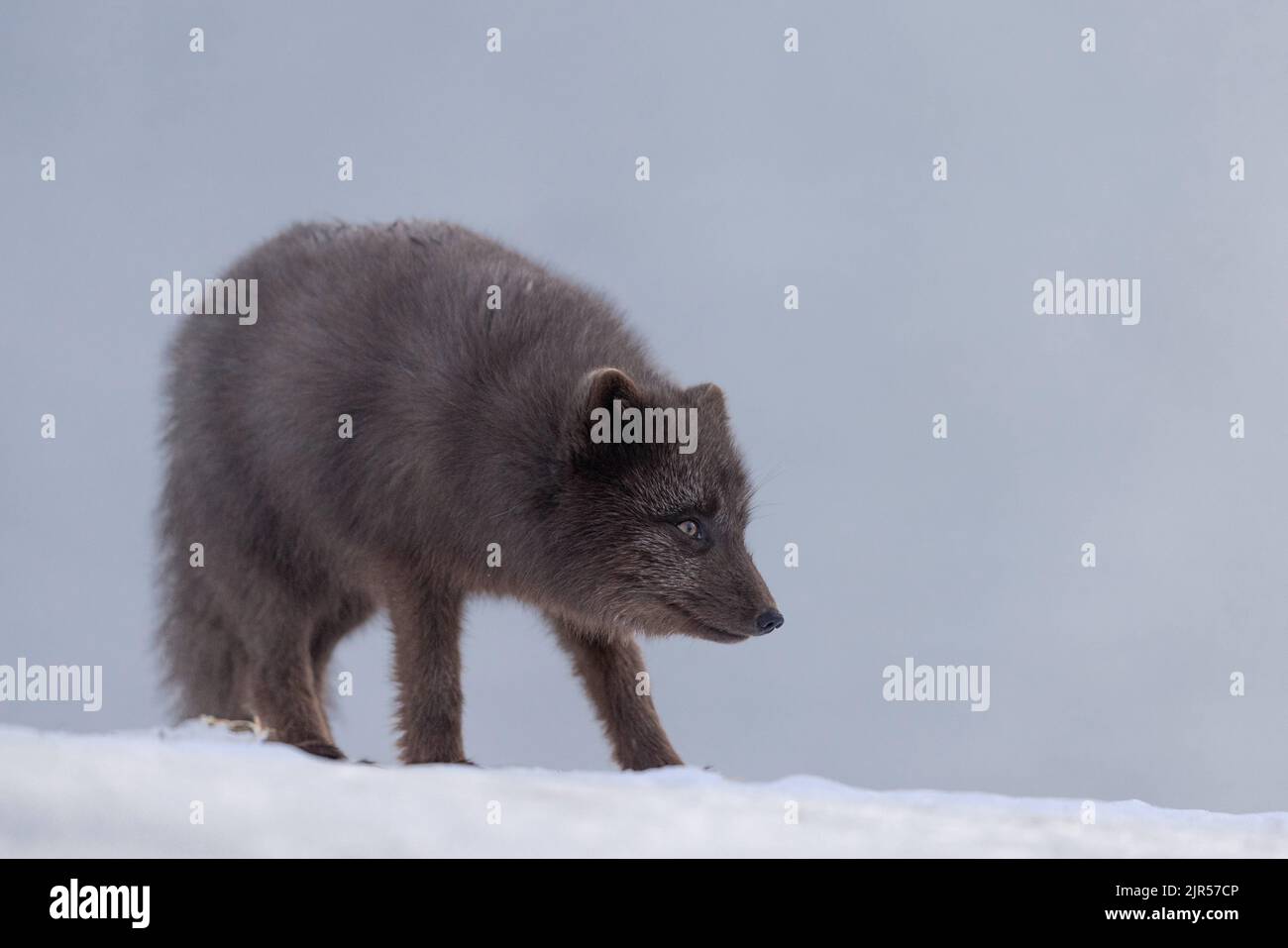A poor Arctic fox walking in the snow in nature reserve in Iceland ...