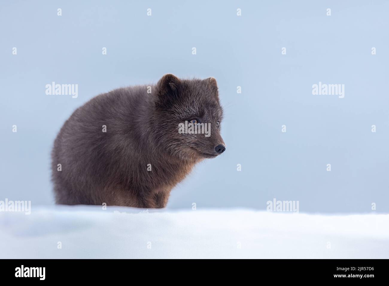 A poor Arctic fox resting on the snow in nature reserve in Iceland ...