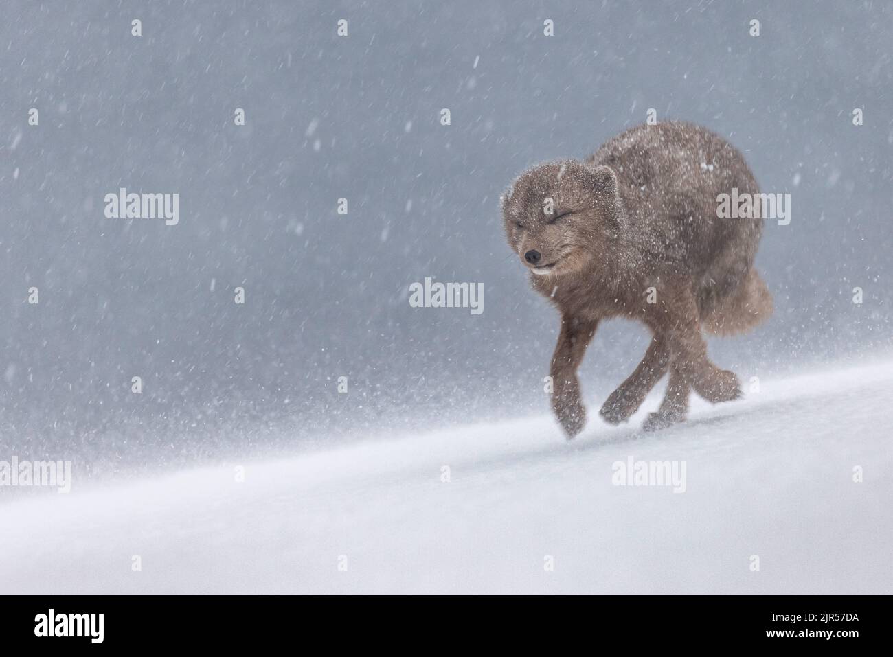 An Arctic fox running in the snow in nature reserve in Iceland Stock ...