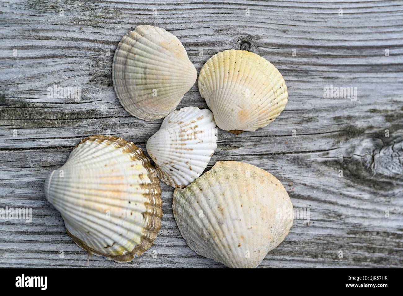 five seashells lying on a wooden jetty Stock Photo - Alamy