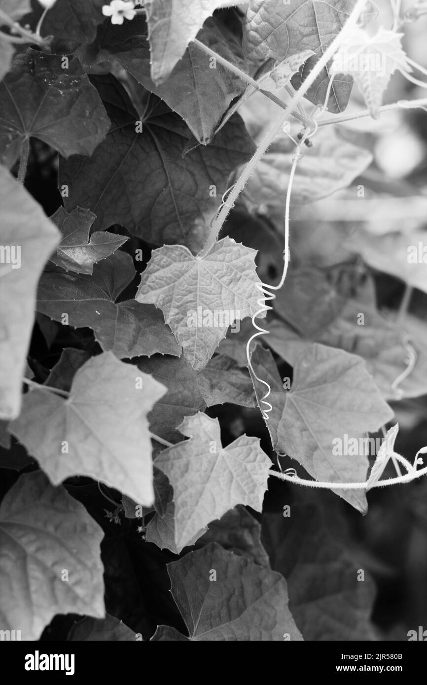 Leafy vines climbing all over the kitchen garden on a beautiful sunny ...
