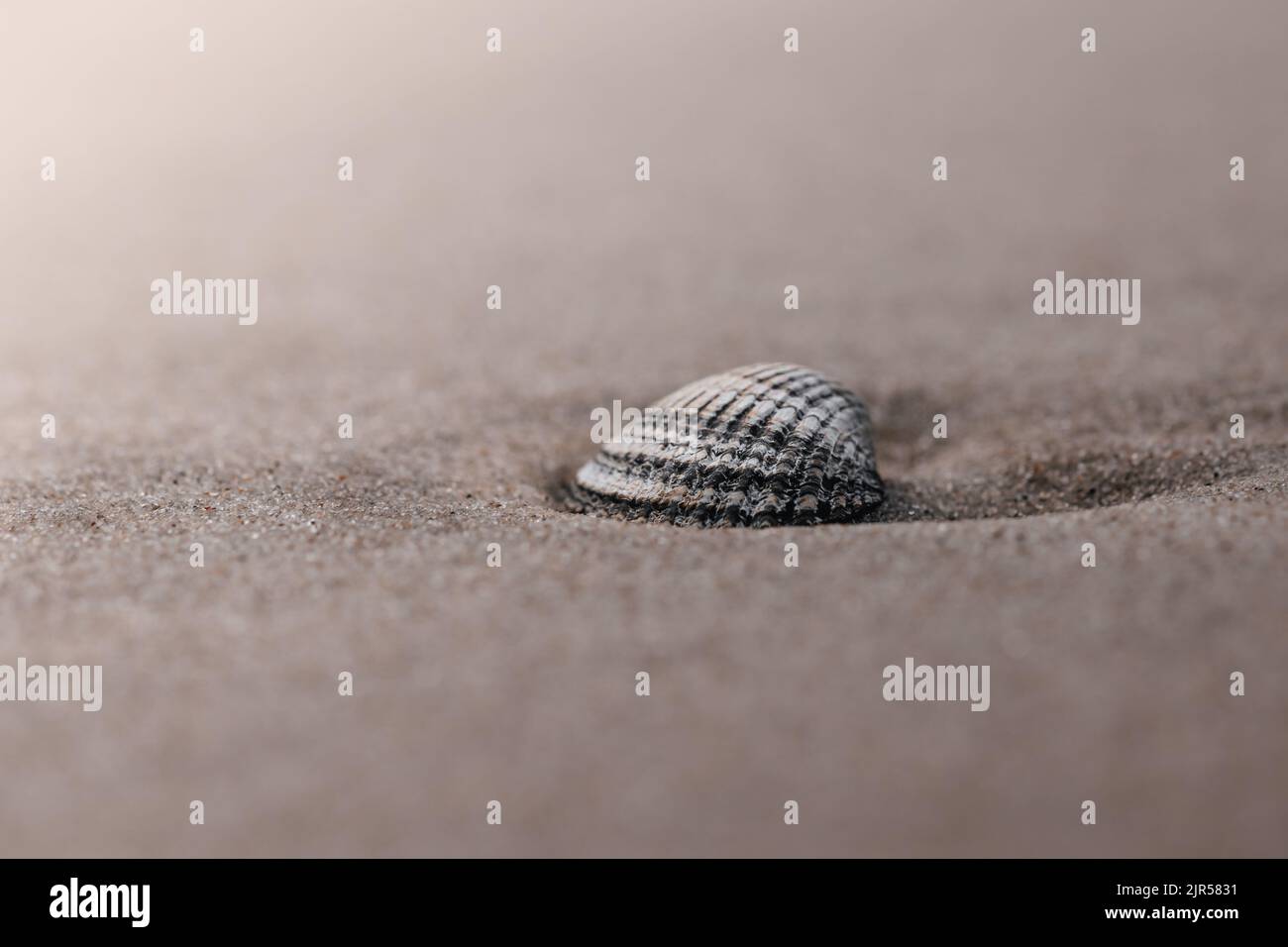 close-up of shell in the sand on the beach Stock Photo - Alamy