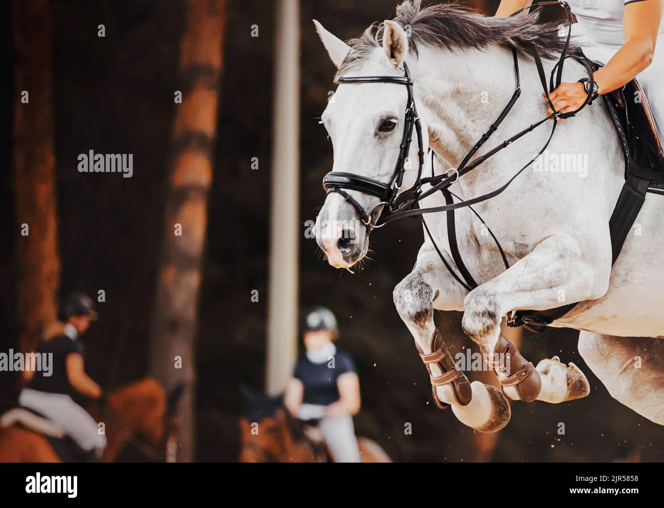 A beautiful white horse with a rider in the saddle jumps high against ...