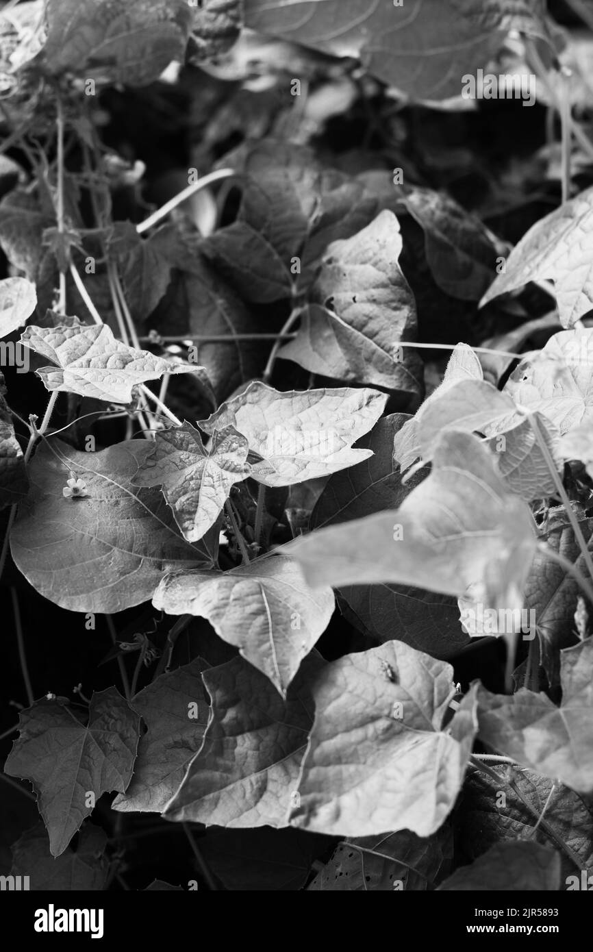 Leafy vines climbing all over the kitchen garden on a beautiful sunny ...