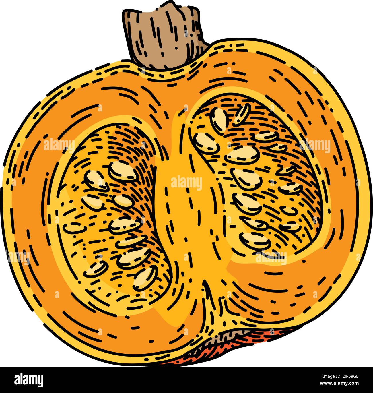 pumpkin cut sketch hand drawn vector Stock Vector Image & Art - Alamy