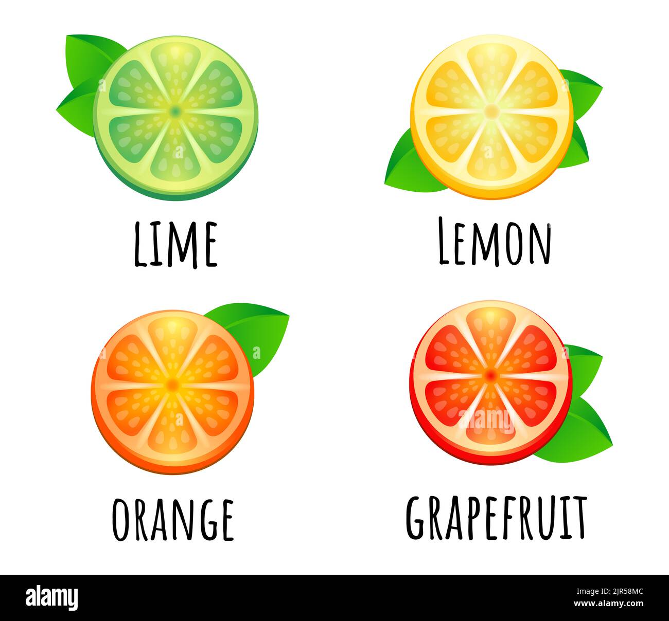 Fresh Citrus Fruits Set. Orange Grapefruit Lemon Lime isolated Vector ...