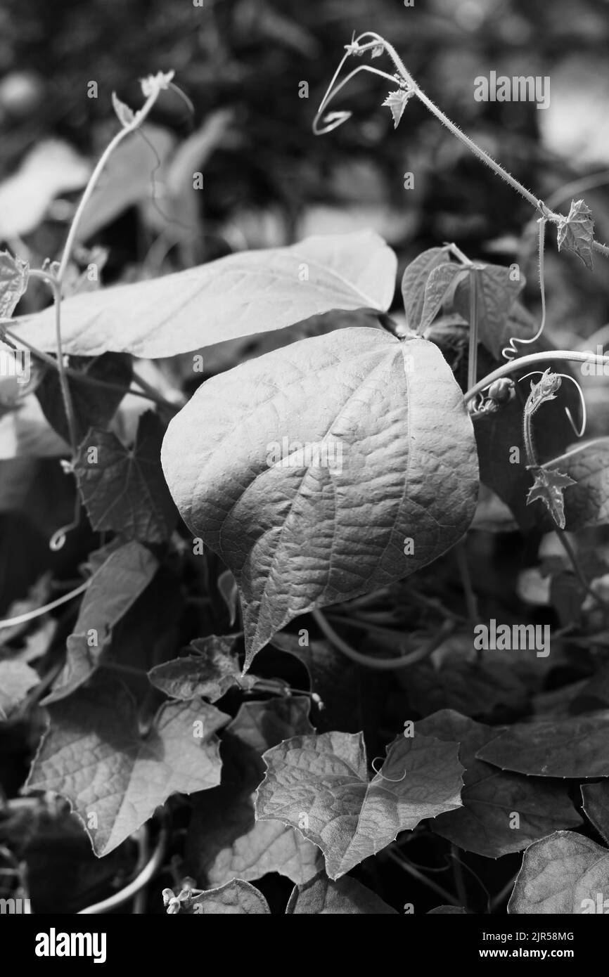 Leafy vines climbing all over the kitchen garden on a beautiful sunny ...