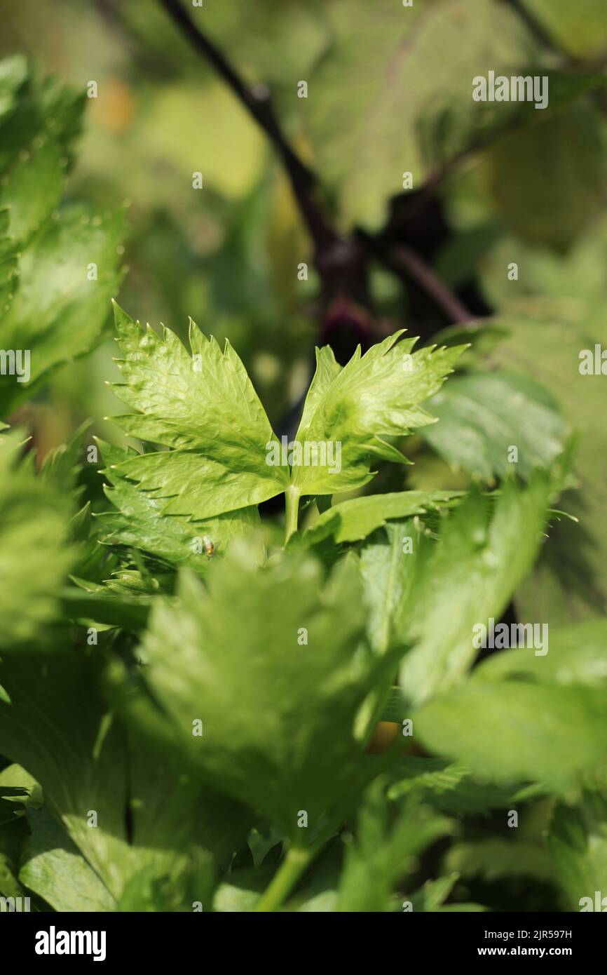 Fresh cilantro herb plants growing in the kitchen garden Stock Photo ...