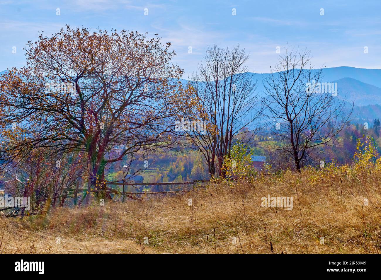 Autumn trees with falling leaves on a rural pasture, withering yellow ...