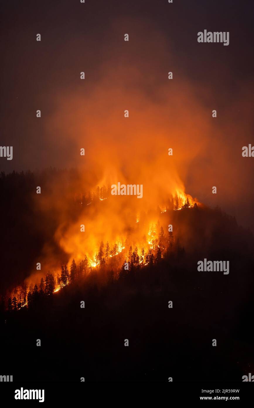 Mountain forest wildfire at night with burning trees Stock Photo - Alamy