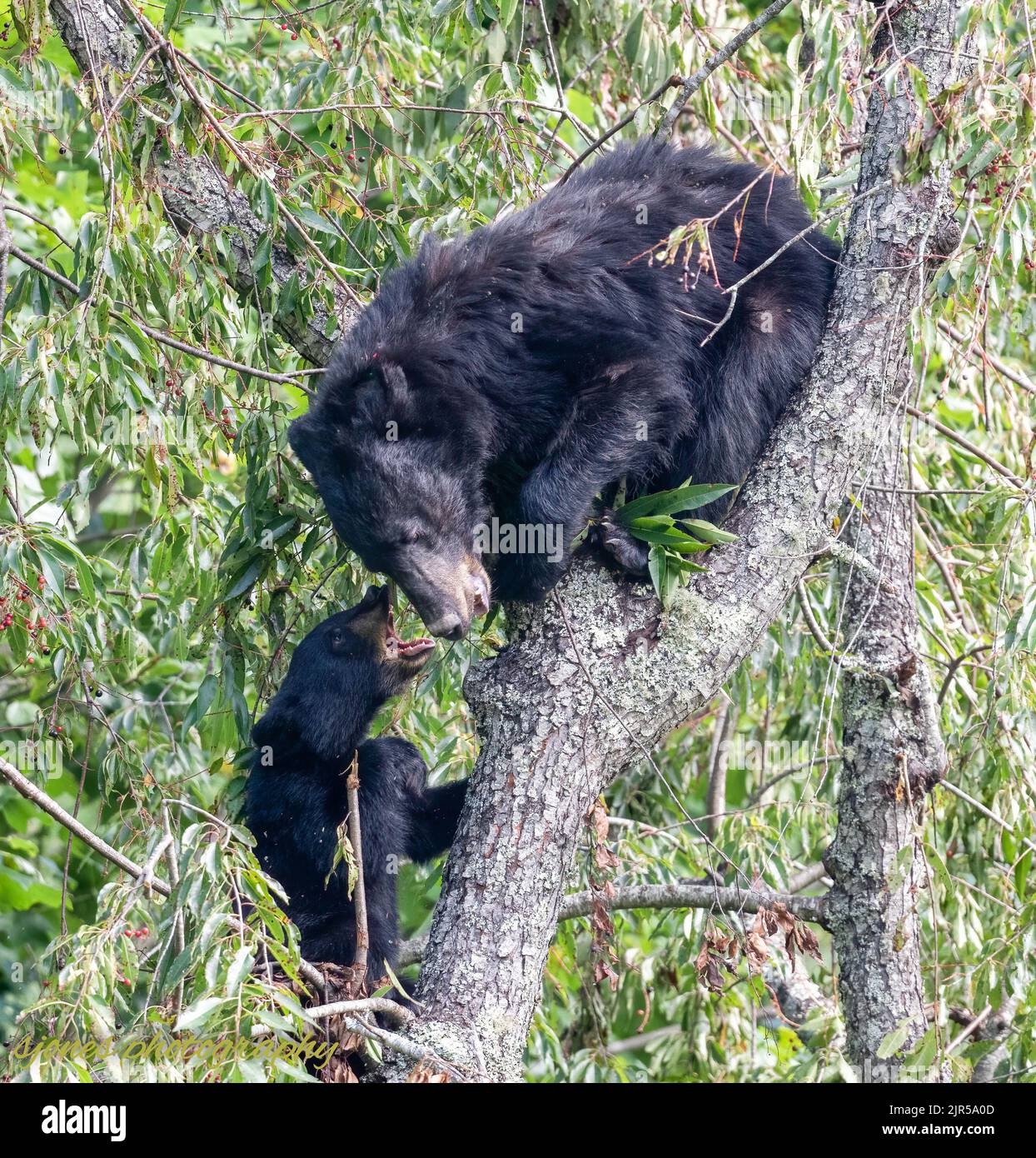 Outdoor animal bears hi-res stock photography and images - Alamy