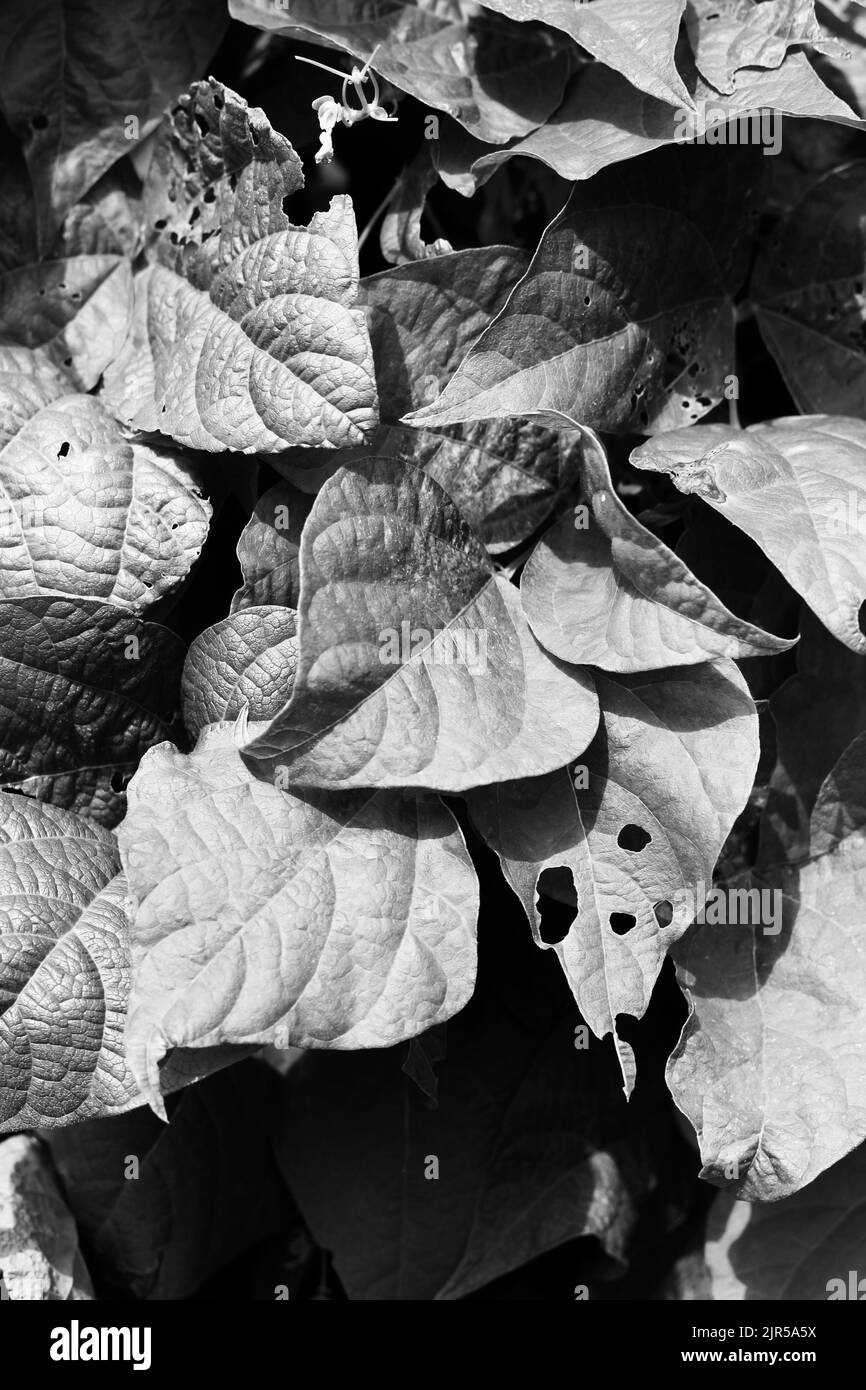 Leafy vines climbing all over the kitchen garden on a beautiful sunny ...
