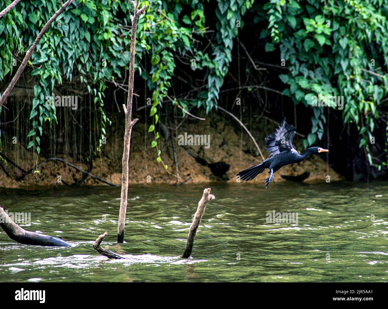 Fleuve ogooue gabon hi-res stock photography and images - Alamy