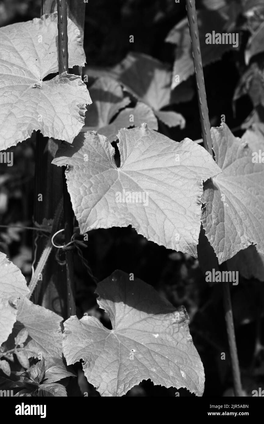 Leafy vines climbing all over the kitchen garden on a beautiful sunny ...