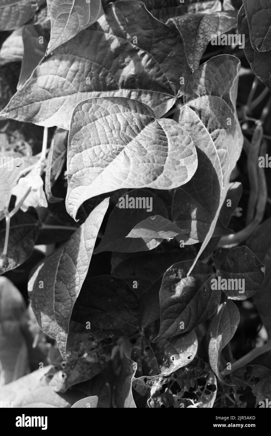 Leafy vines climbing all over the kitchen garden on a beautiful sunny ...