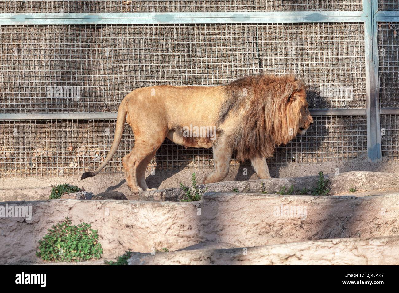 Wild lion in cage . Carnivorous mammal . Animal in prison Stock Photo ...