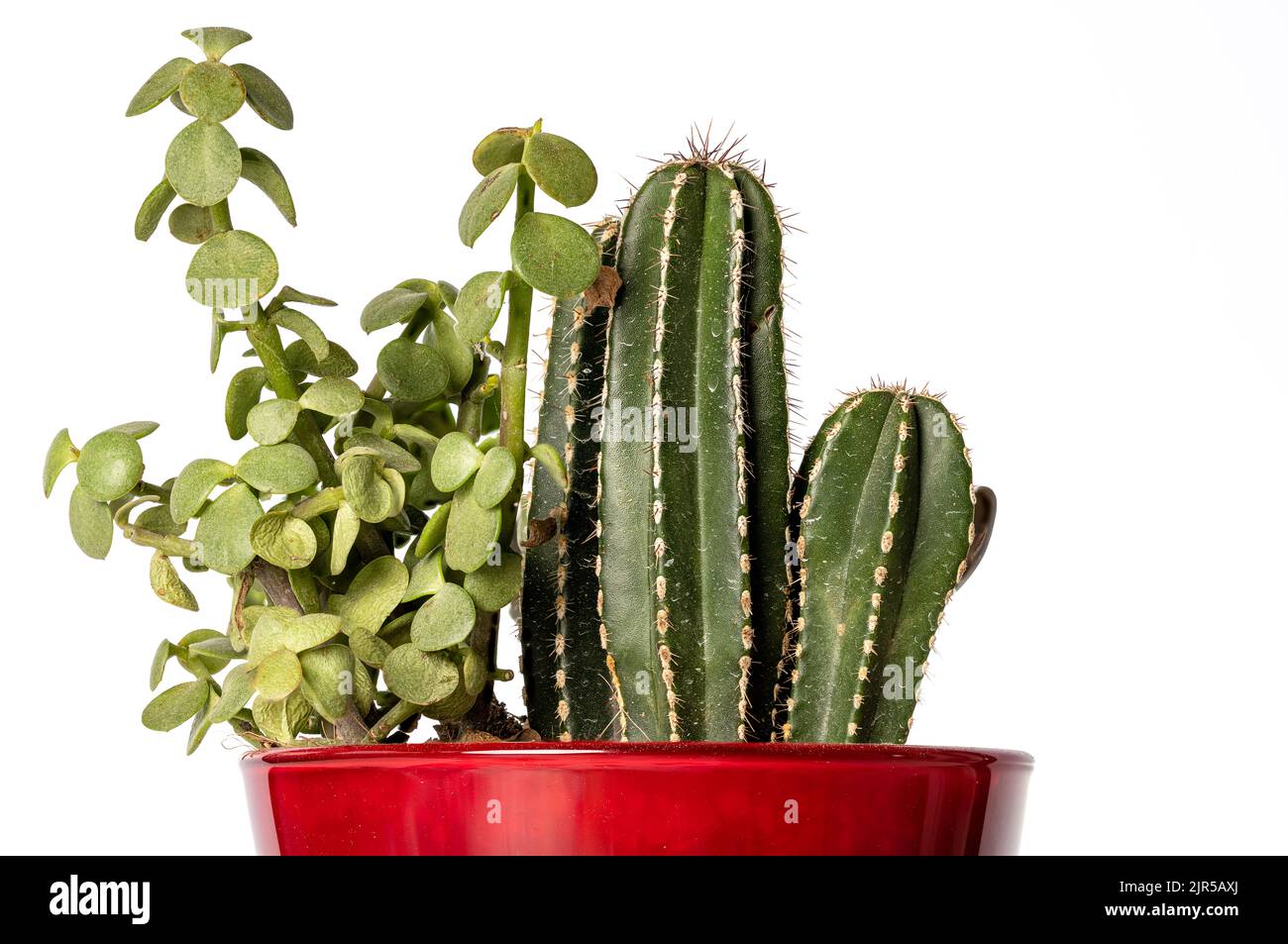 multiple cacti grow in one pot for decorative enjoyment Stock Photo - Alamy