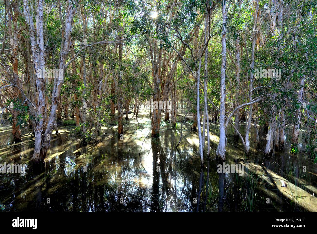 Paperbark swamp on Curtis Island Queensland Australia Stock Photo - Alamy