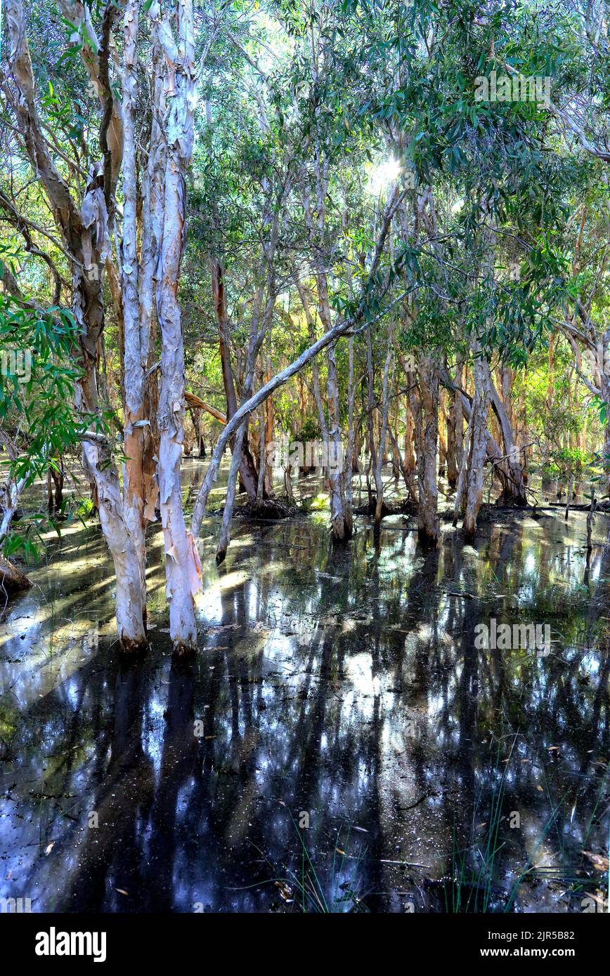 Paperbark swamp on Curtis Island Queensland Australia Stock Photo - Alamy