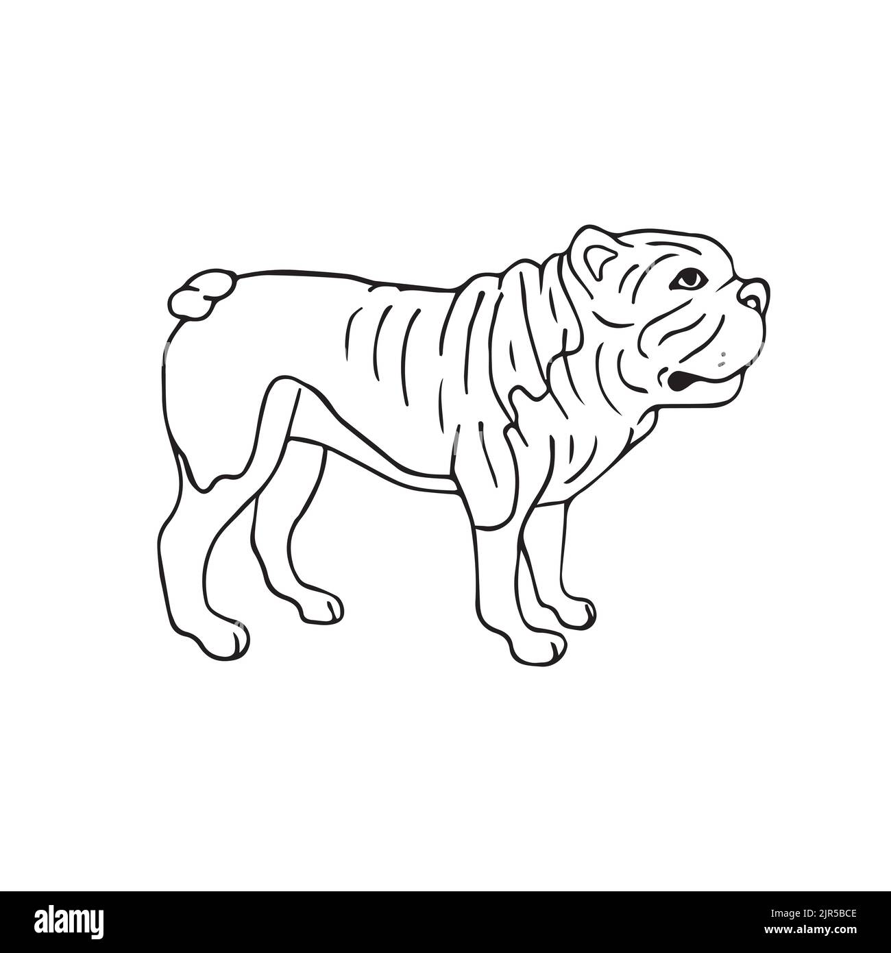Vector hand drawn doodle sketch American bulldog dog isolated on white ...