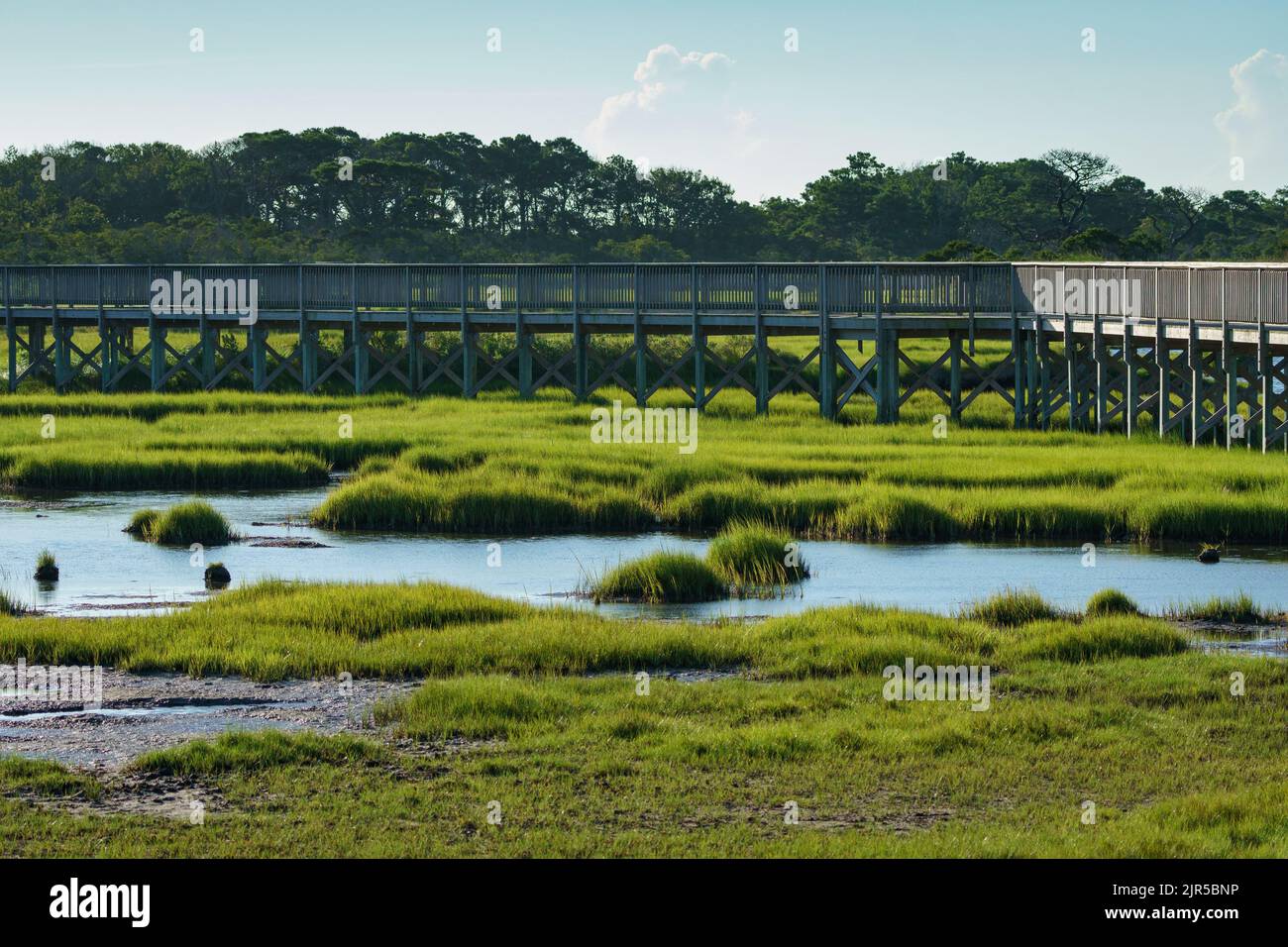 Elevated boardwalk over the marsh and green grasses in Assateague. A ...
