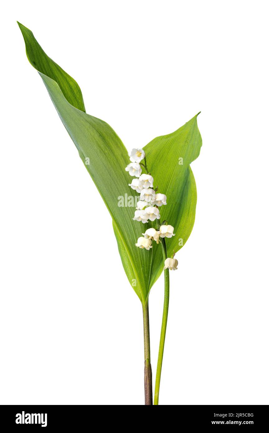 a sprig of lily of the valley on a white background Stock Photo - Alamy