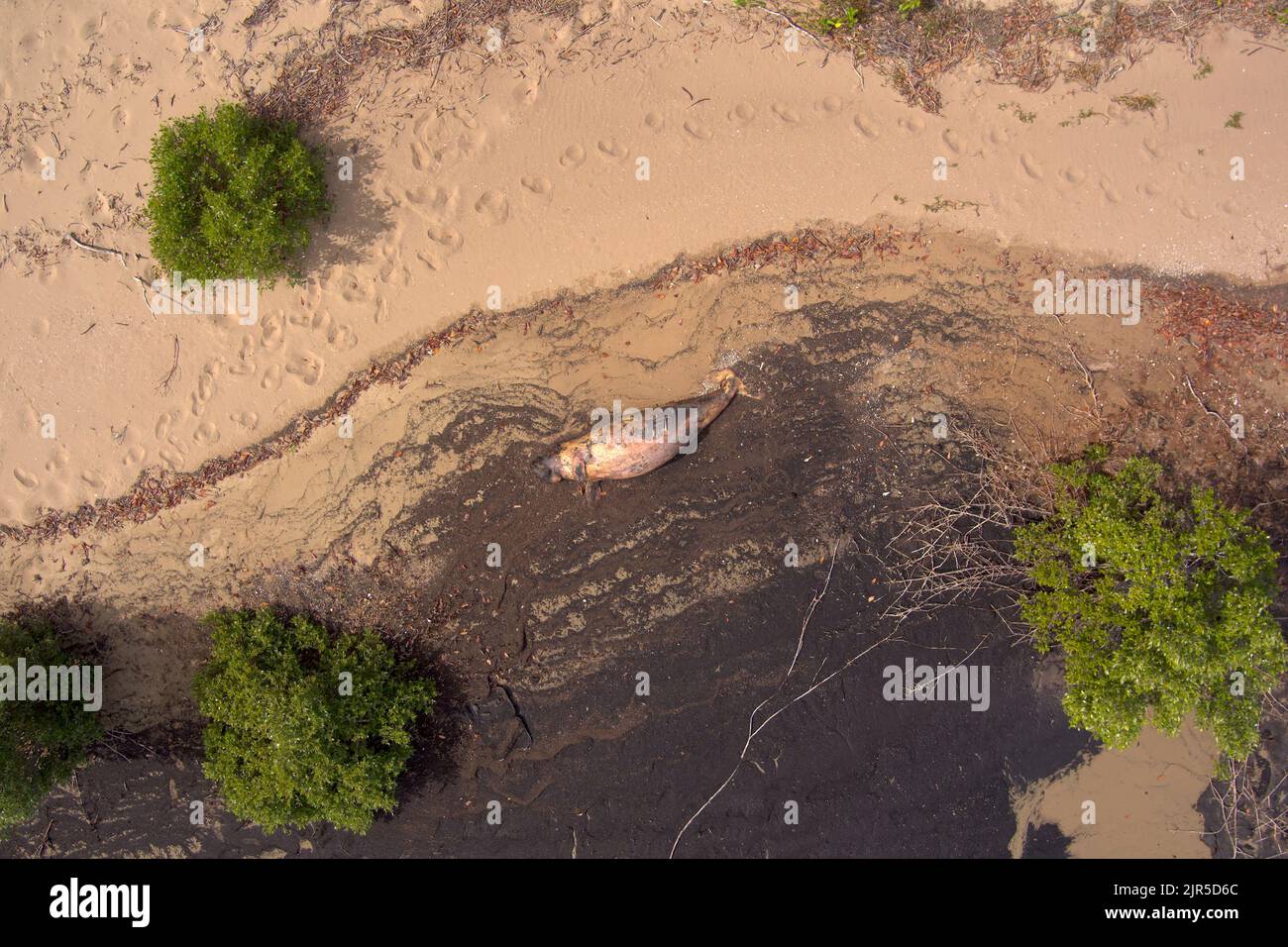 Aerial of dead Dugong washed up on the shores of Curtis Island ...