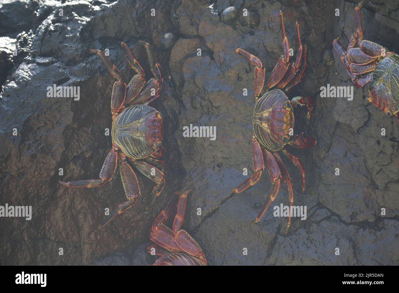 Crabs clinging to wet rocks at Sancho beach, Fernando de Noronha ...