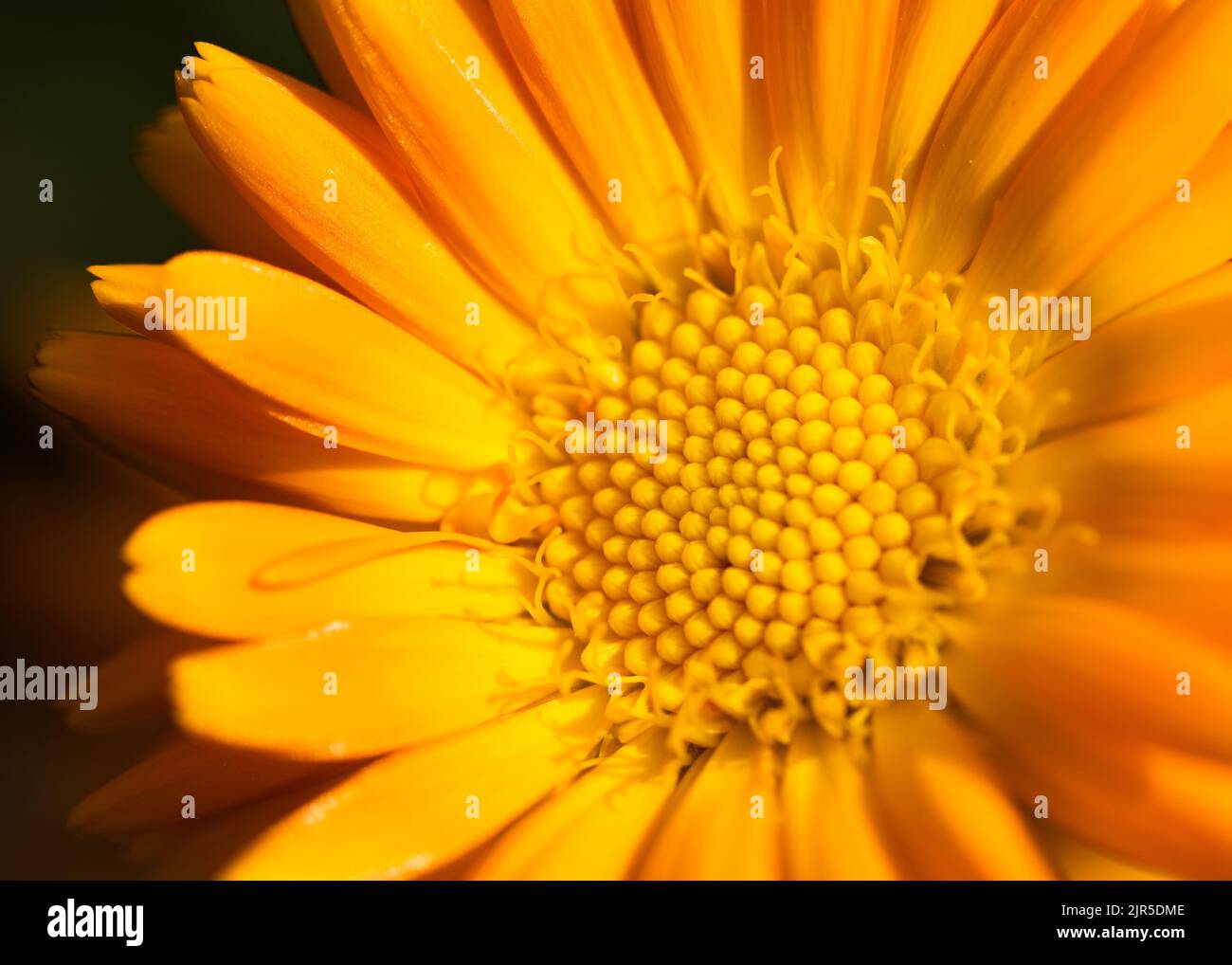 A close-up shot of a yellow pot marigold flower in a garden Stock Photo ...