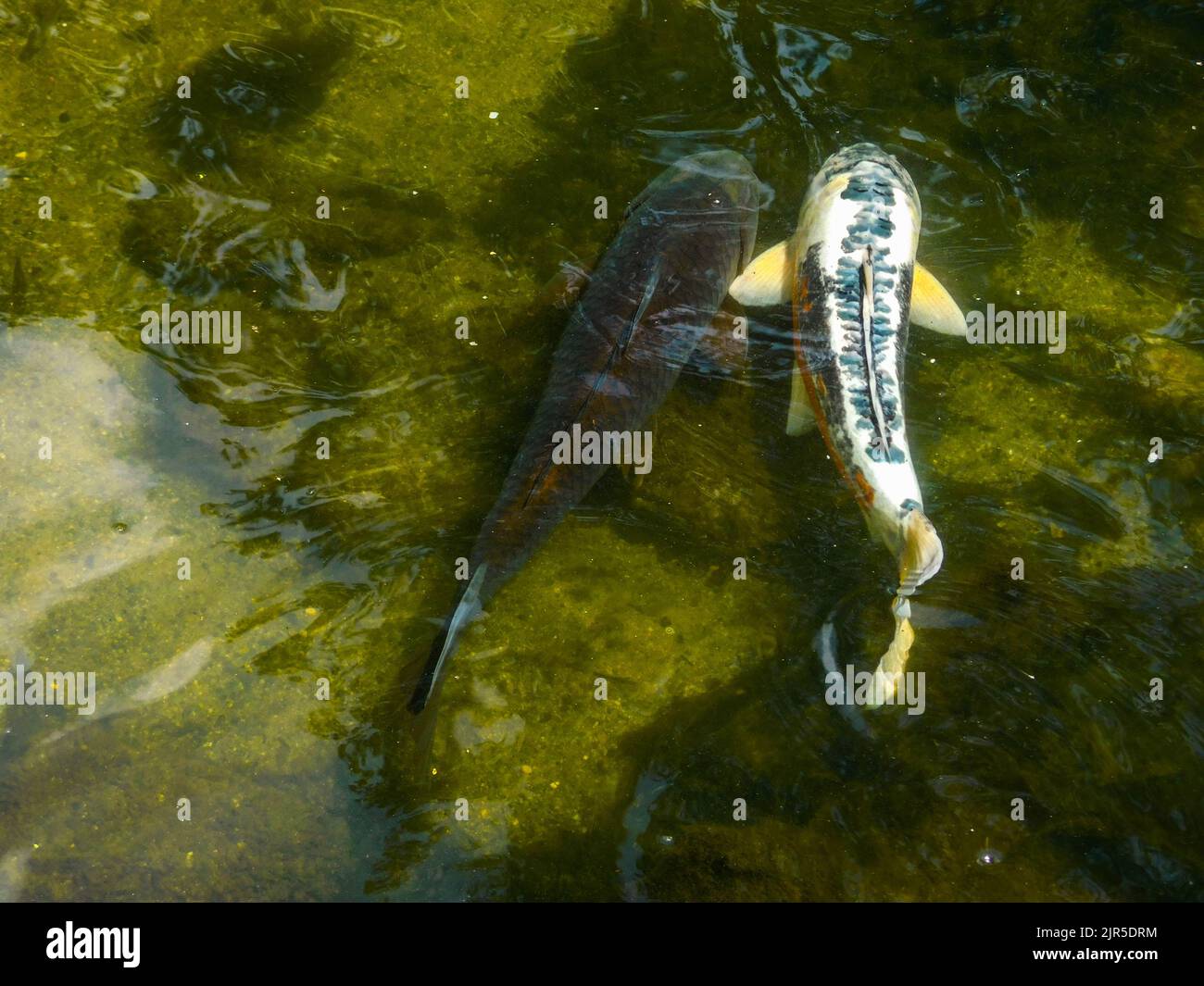 A top view shot of two koi fishes in a lake during the day Stock Photo ...