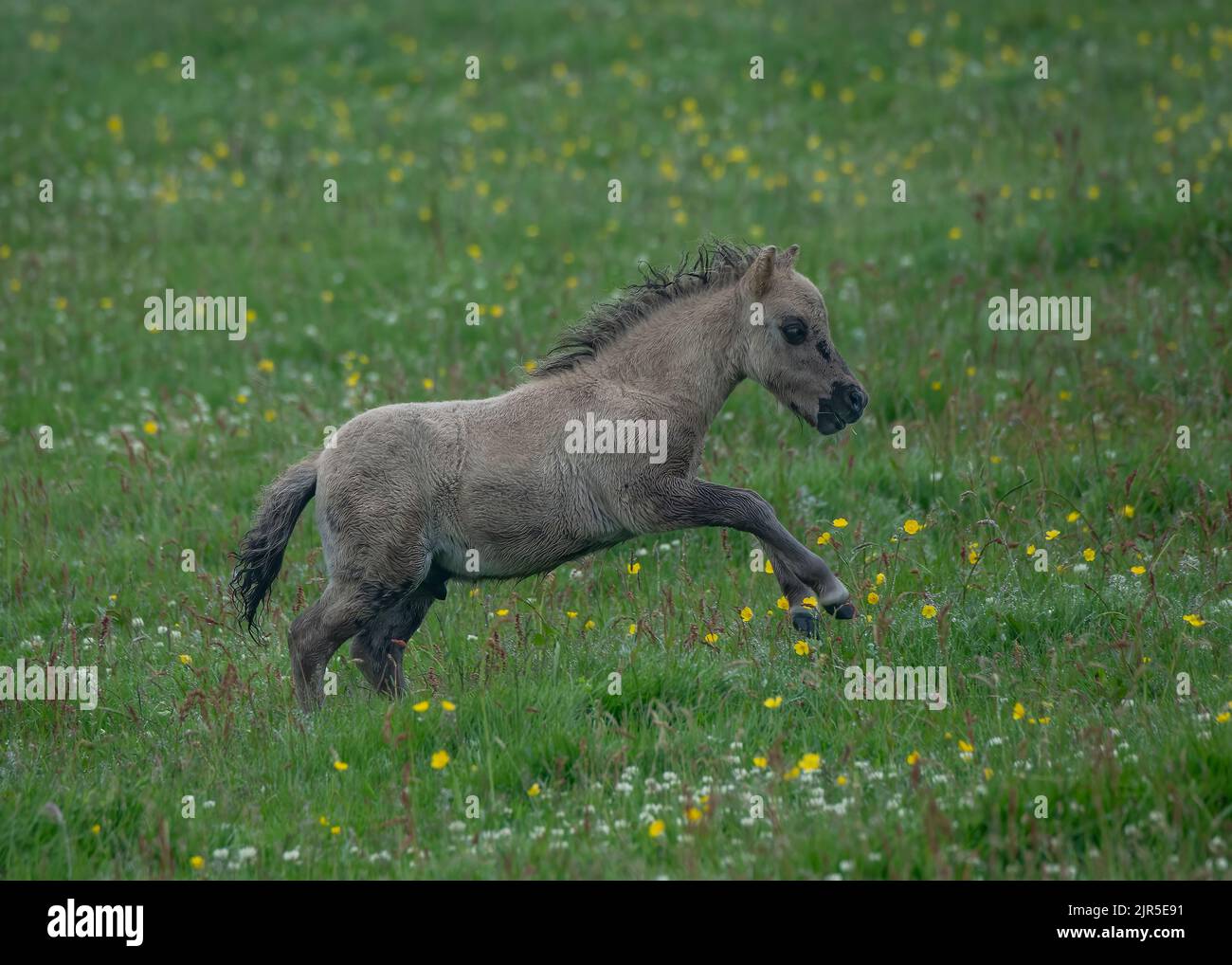 Shetland Pony (Equus caballus), foal in frisky mood, Clumlie, Mainland ...