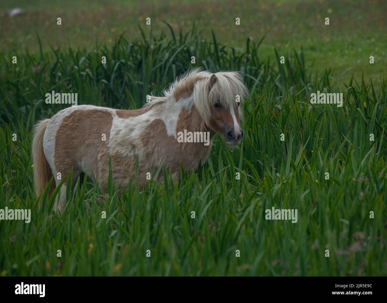 Shetland Pony (Equus caballus), Clumlie, Mainland, Shetland Stock Photo ...