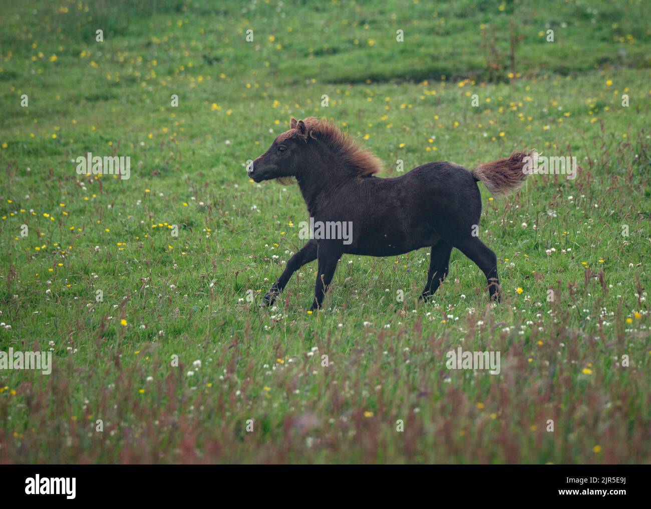 Equus sp hi-res stock photography and images - Alamy