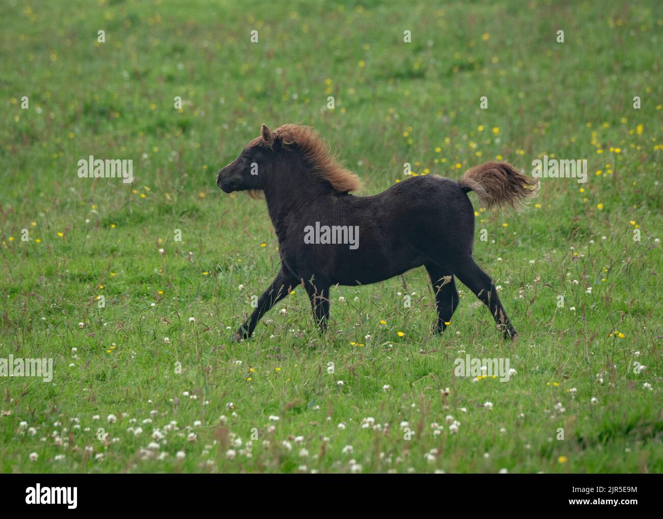 Shetland Pony (Equus caballus), Clumlie, Mainland, Shetland Stock Photo ...