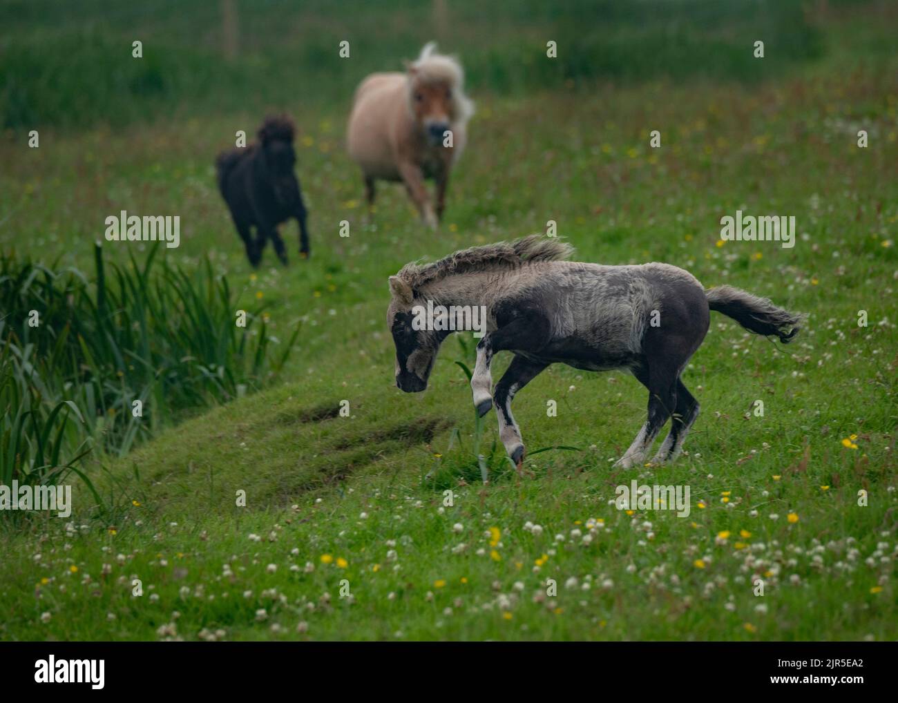 Shetland Pony (Equus caballus), young foal running, Clumlie, Mainland ...