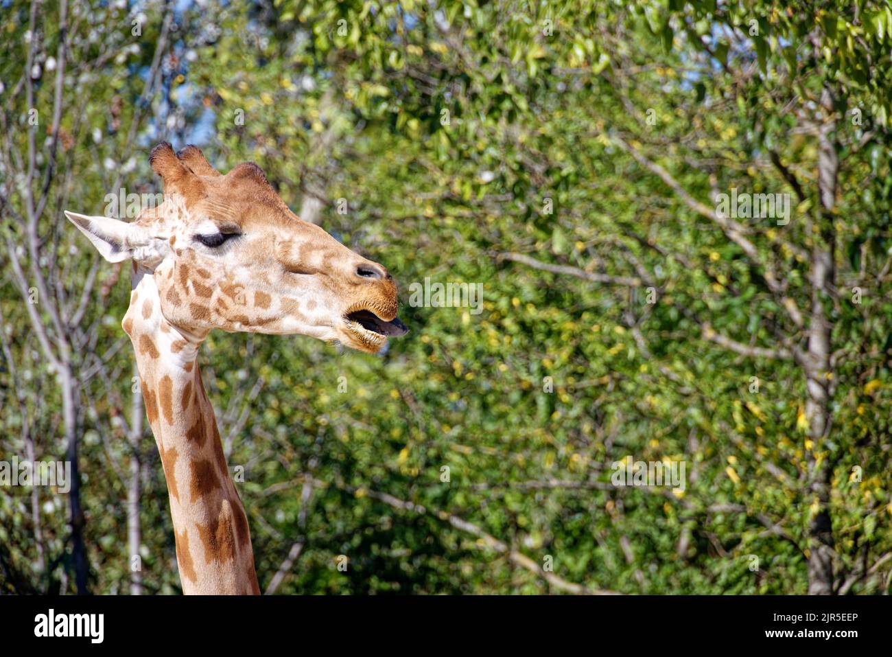 Paris, France. 07th Aug, 2022. Giraffe, Giraffa camelopardalis at the ...