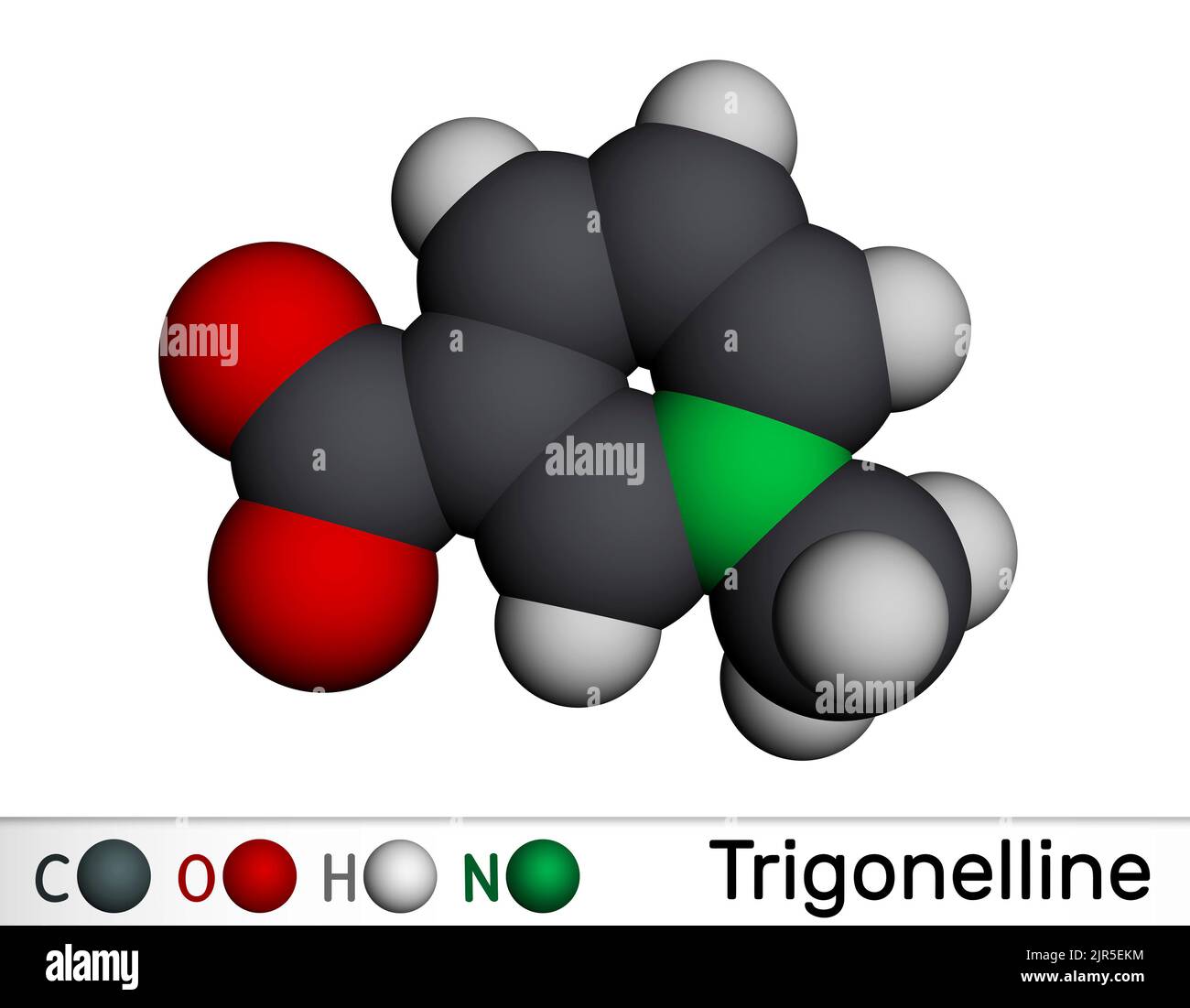 Trigonelline plant alkaloid molecule. It is methylation product of ...