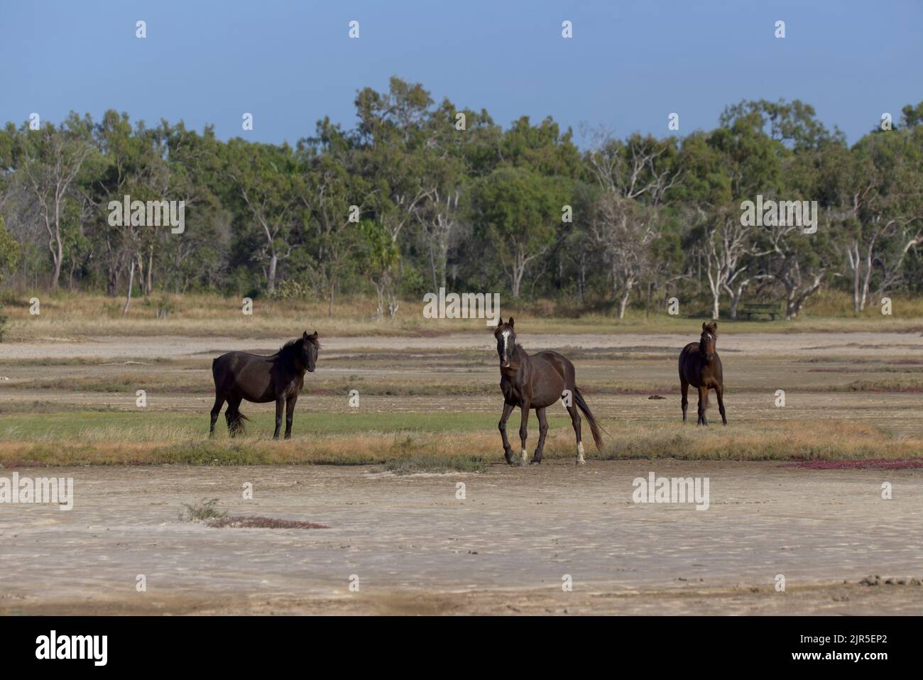 Brumby horses on the salt pans near Southend village on Curtis Island ...
