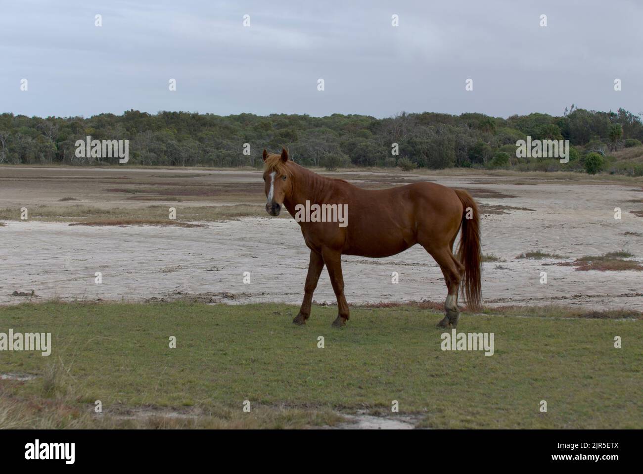 Brumby horses on the salt pans near Southend village on Curtis Island ...