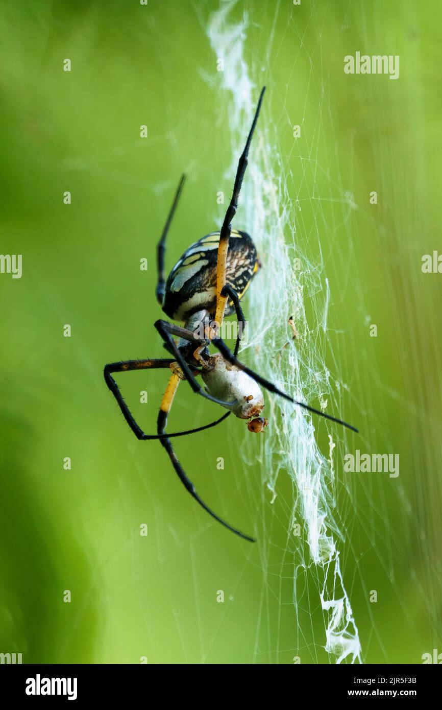 Yellow Garden Orb-Weaver Spider eating a meal against a blurred green ...