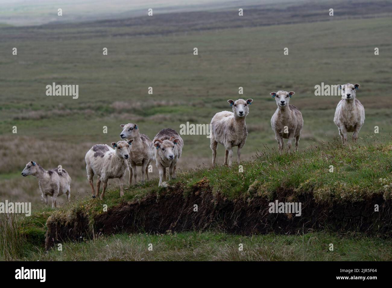Sheep, Nesting, East Mainland, Shetland Stock Photo - Alamy