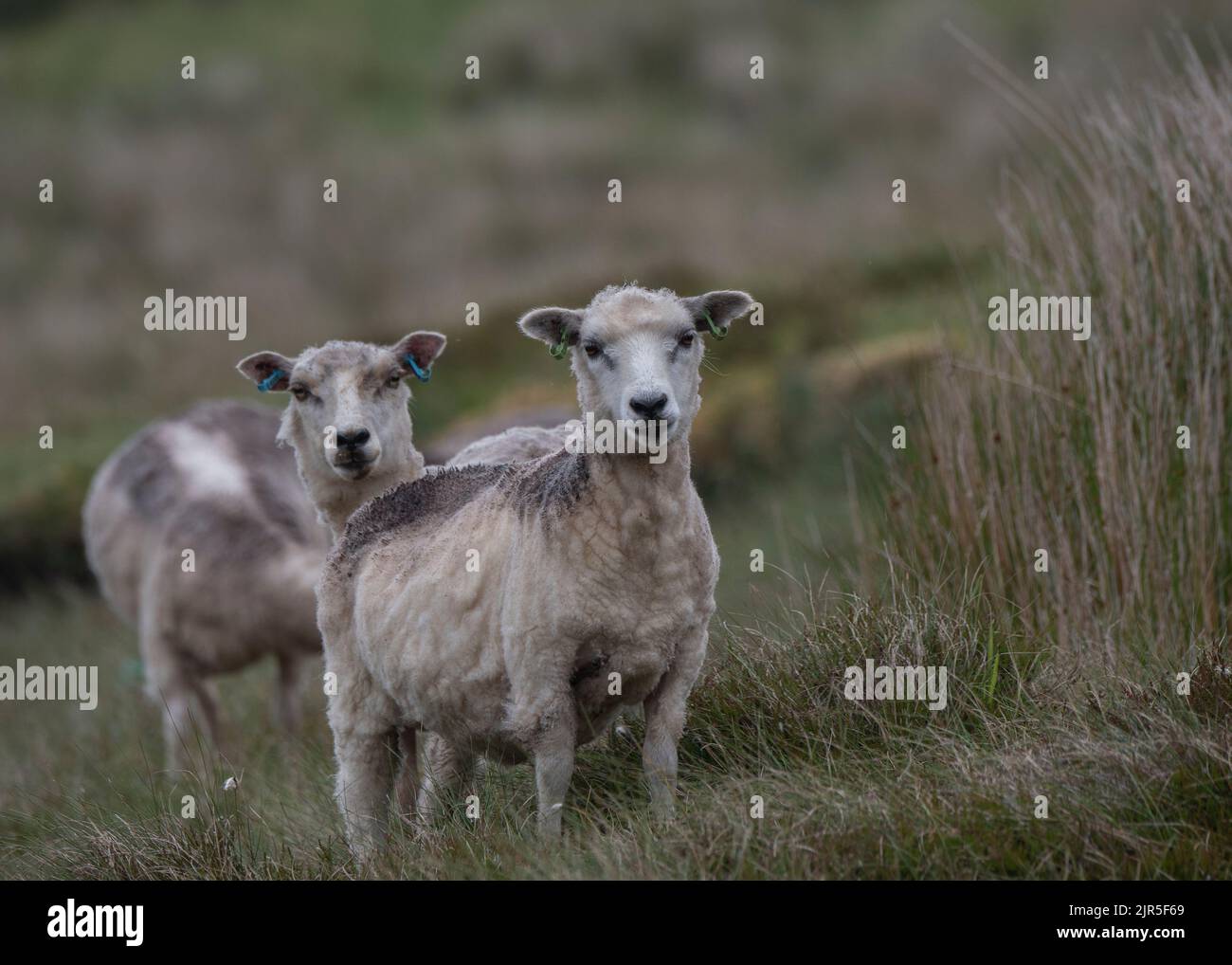 Sheep, Nesting, East Mainland, Shetland Stock Photo - Alamy