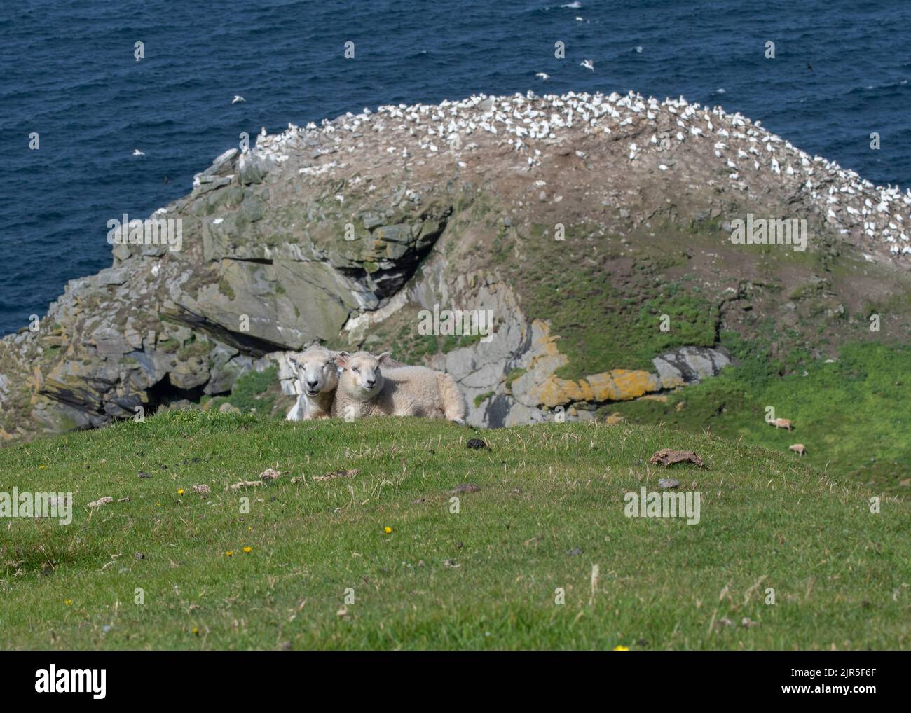 Shetland wildlife hi-res stock photography and images - Alamy