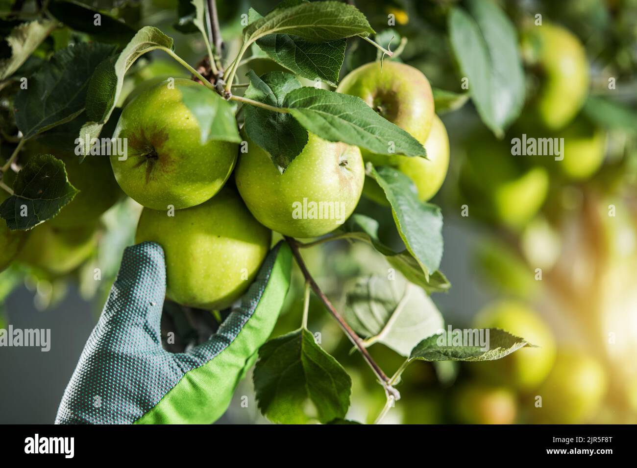 Fruits agriculture hi-res stock photography and images - Alamy