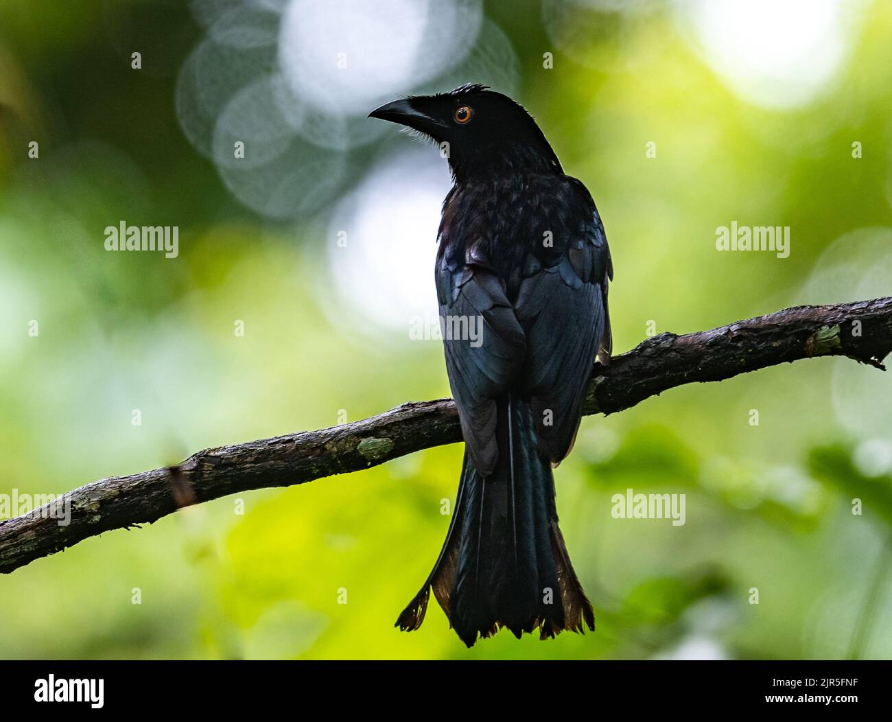 Spangled drongo halmahera hi-res stock photography and images - Alamy