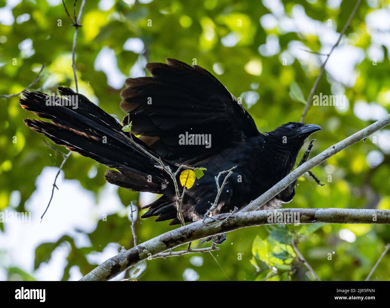 A Goliath Coucal (Centropus goliath) on a tree. Halmahera, Indonesia ...